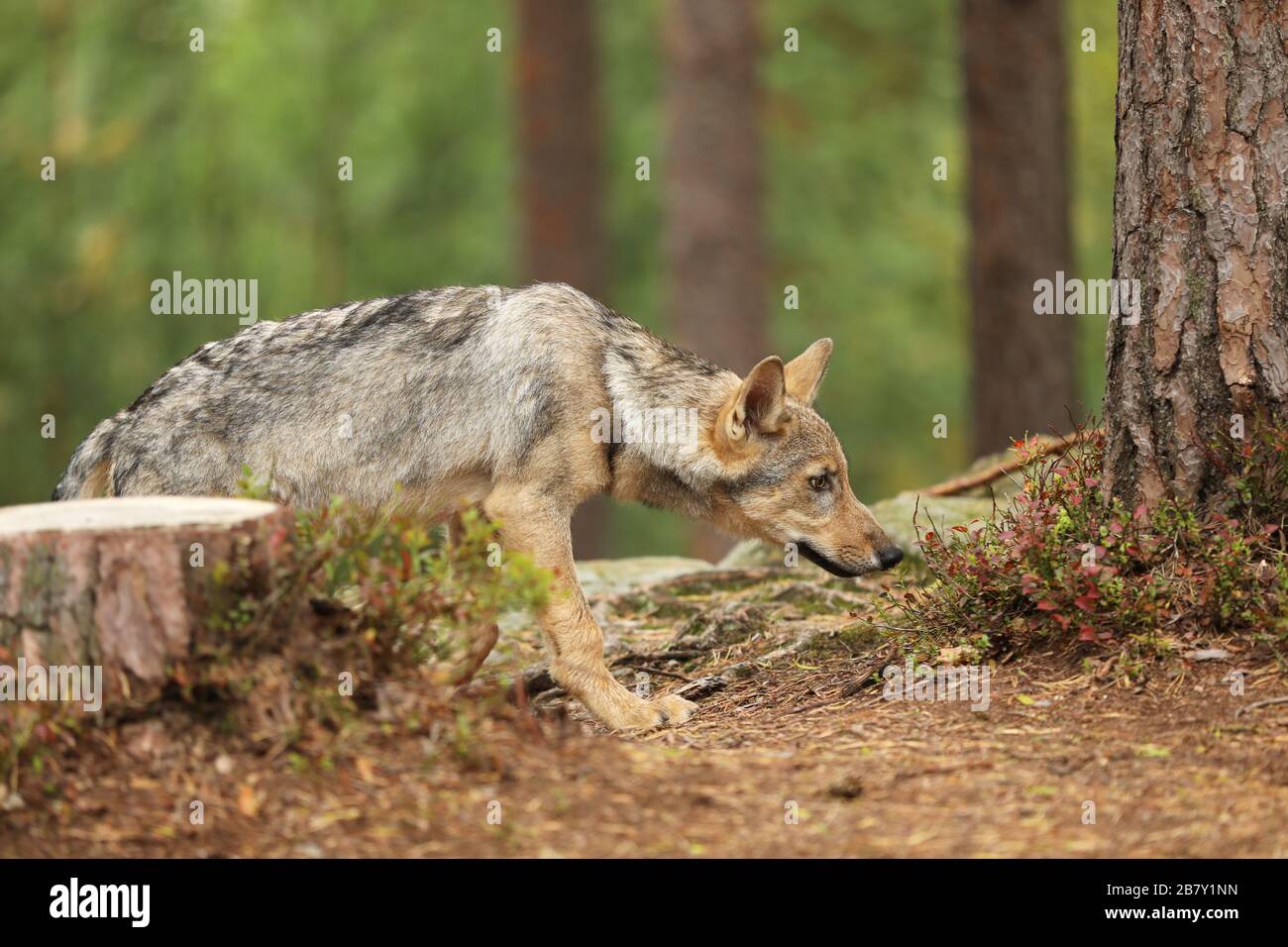 Gray wolf sniffing ground hi-res stock photography and images - Alamy