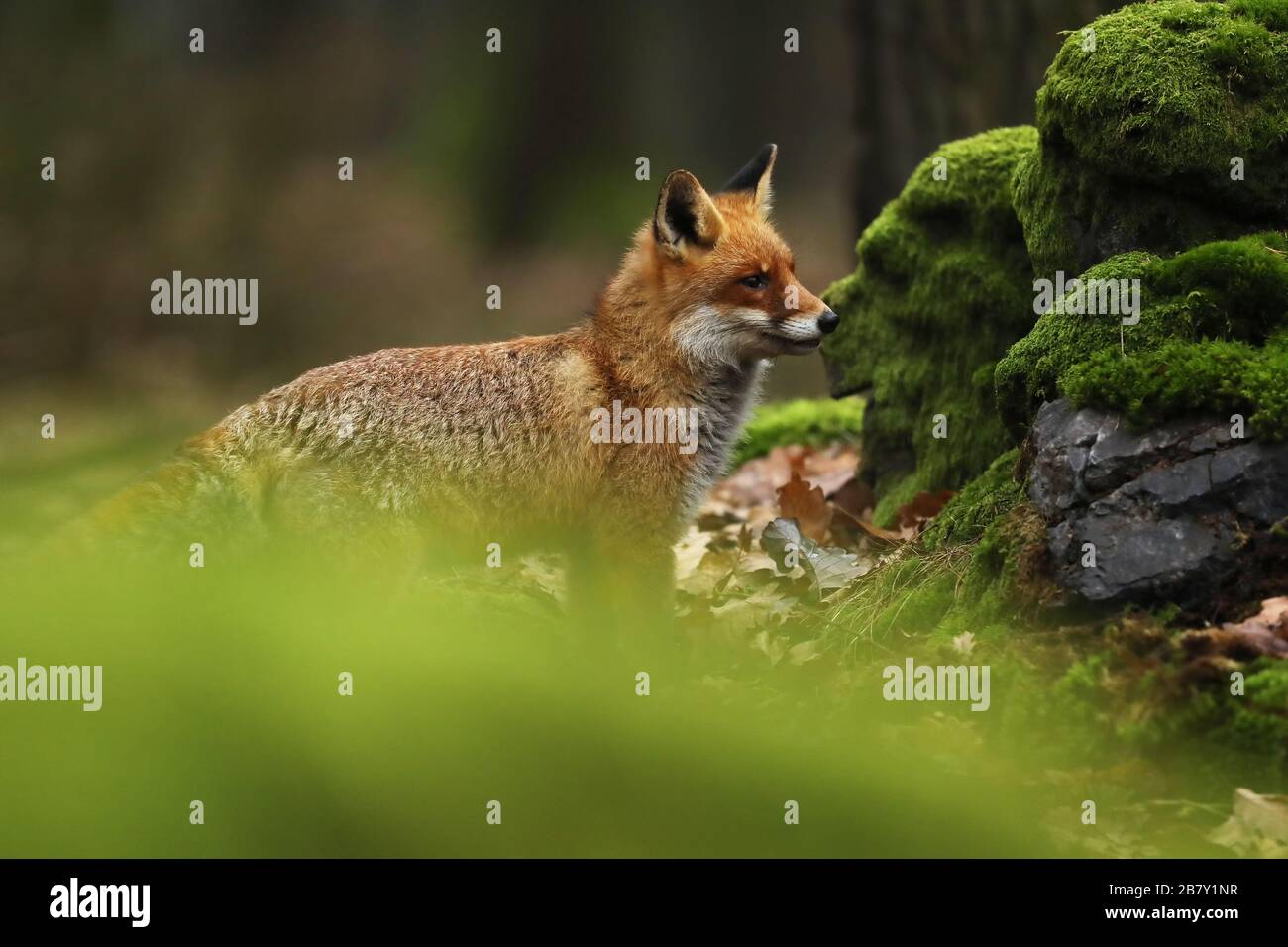 Red Fox stay, Vulpes vulpes, wildlife scene from Europe. Orange fur coat animal in the nature ...