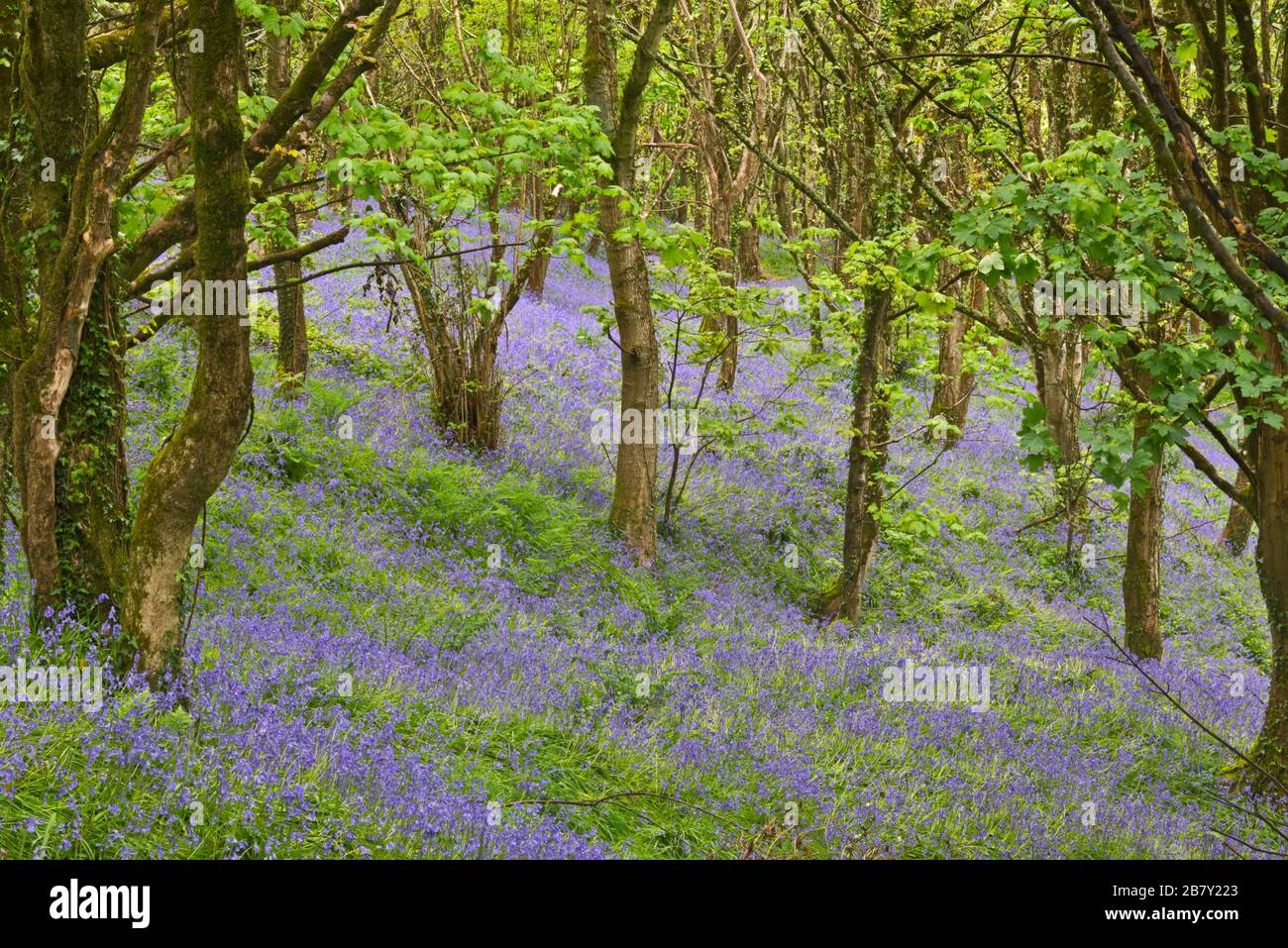 Magnificent display of bluebells in full bloom in the woods on Eype ...