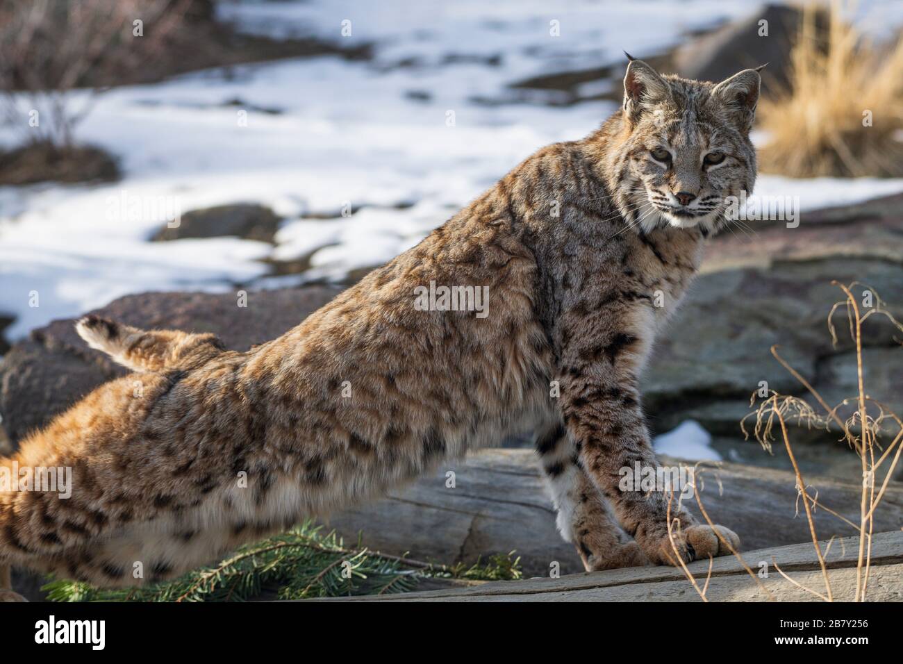 Bobcat North America High Resolution Stock Photography and Images - Alamy