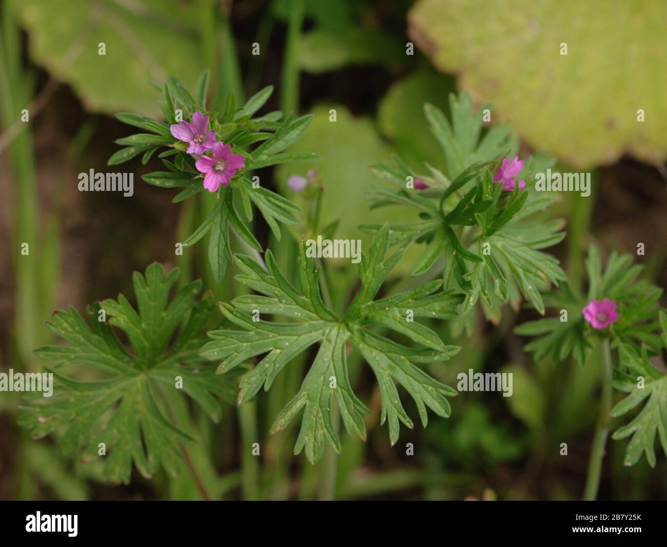 Geranium dissectum hi-res stock photography and images - Alamy