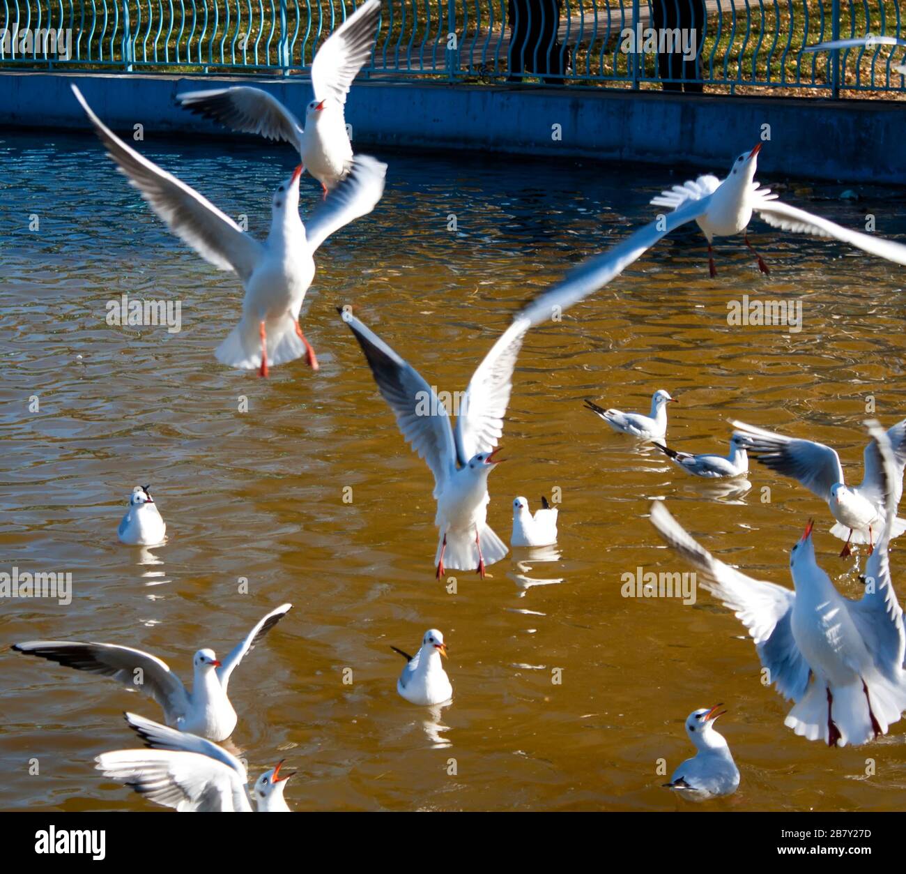 Gulls swimming in the pond. Seagulls flying over water Stock Photo - Alamy