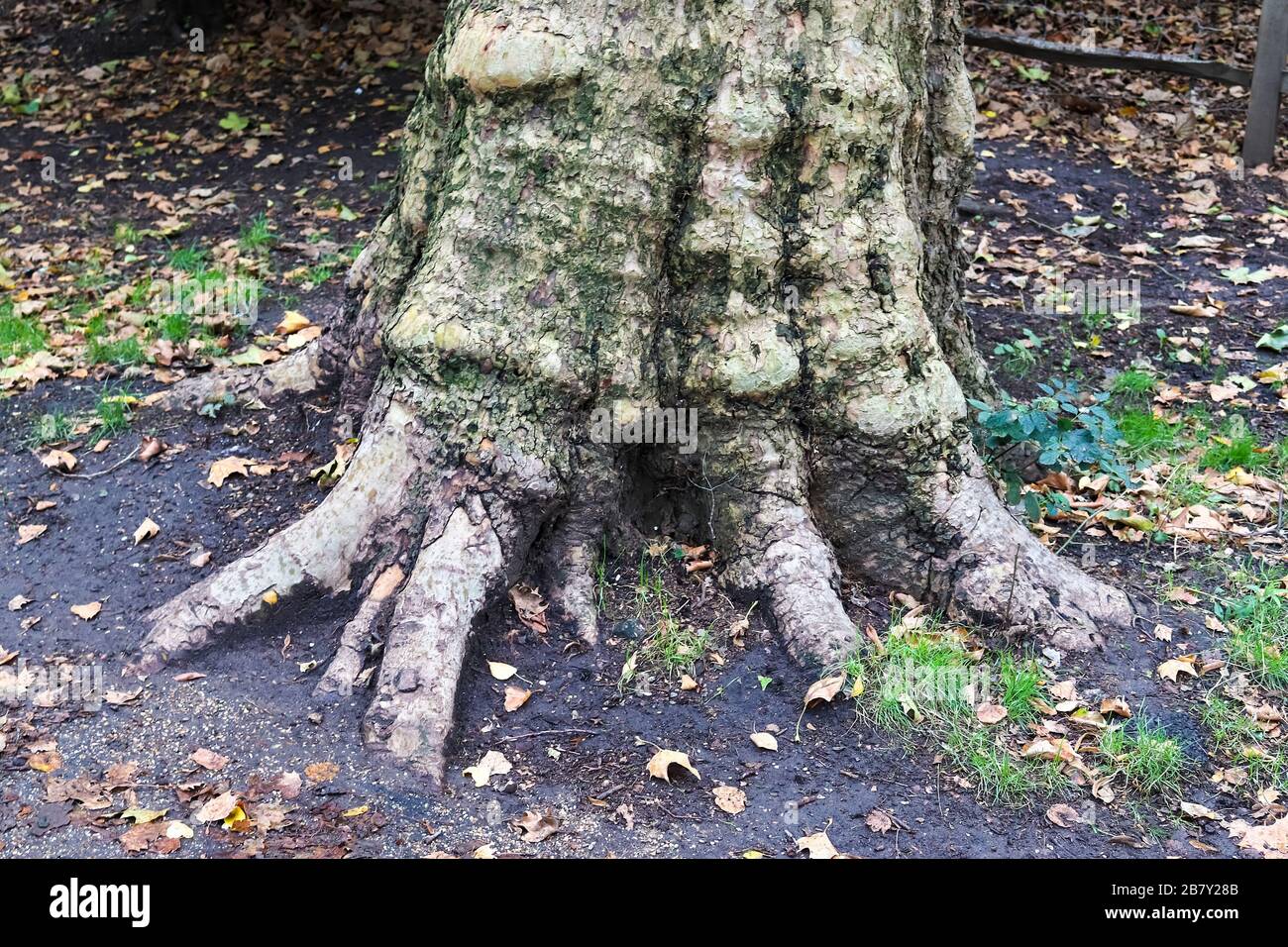 An old tree trunk in a forest landscape environment Stock Photo - Alamy