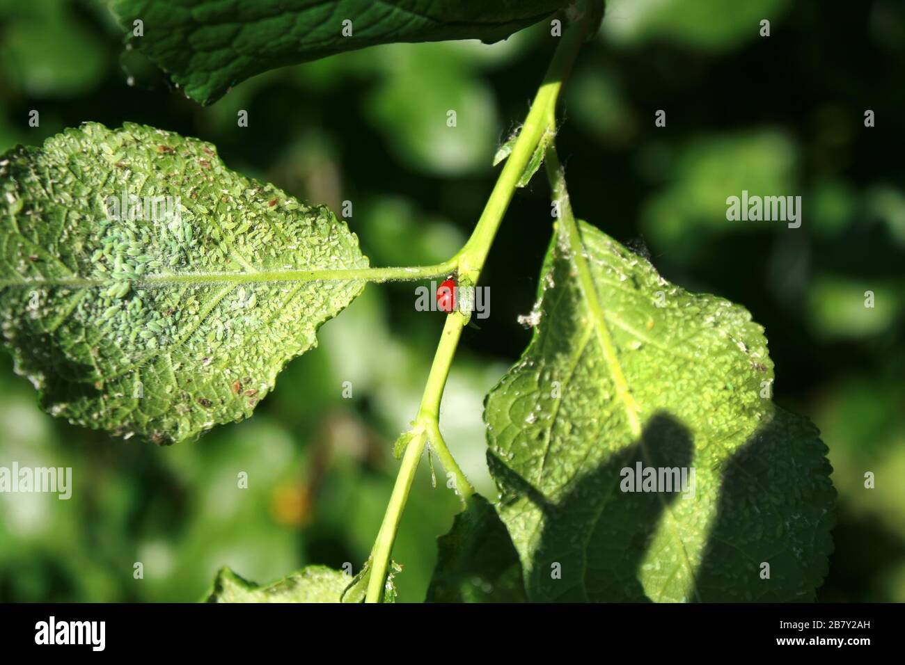 Cherry leaves affected by aphids. Insect pests on the plant. Ladybug ...