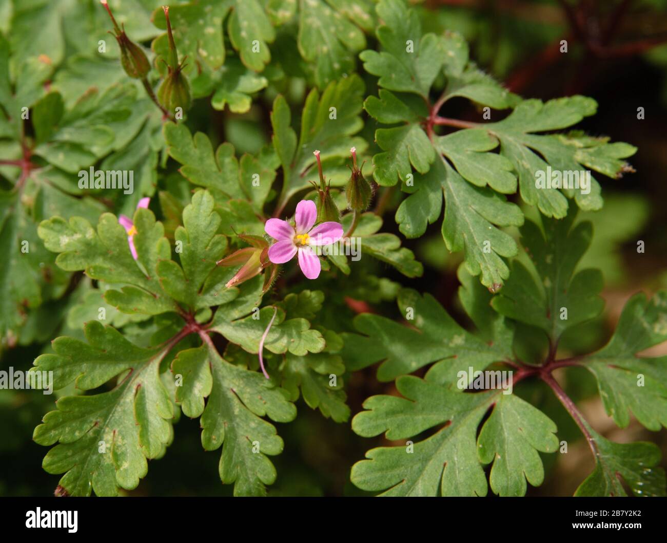 Canary geranium hi-res stock photography and images - Alamy