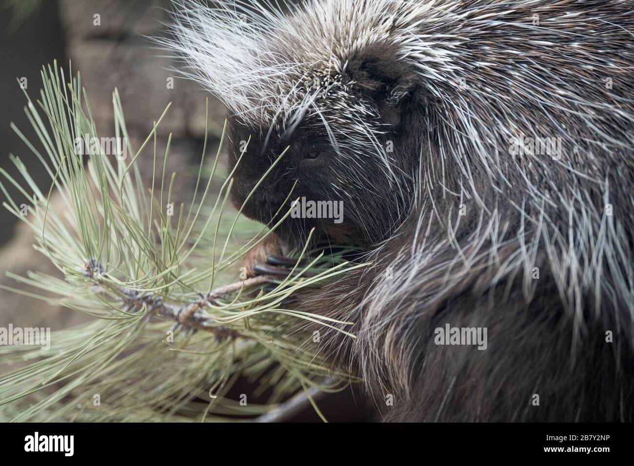 Tree with animal face hi-res stock photography and images - Alamy