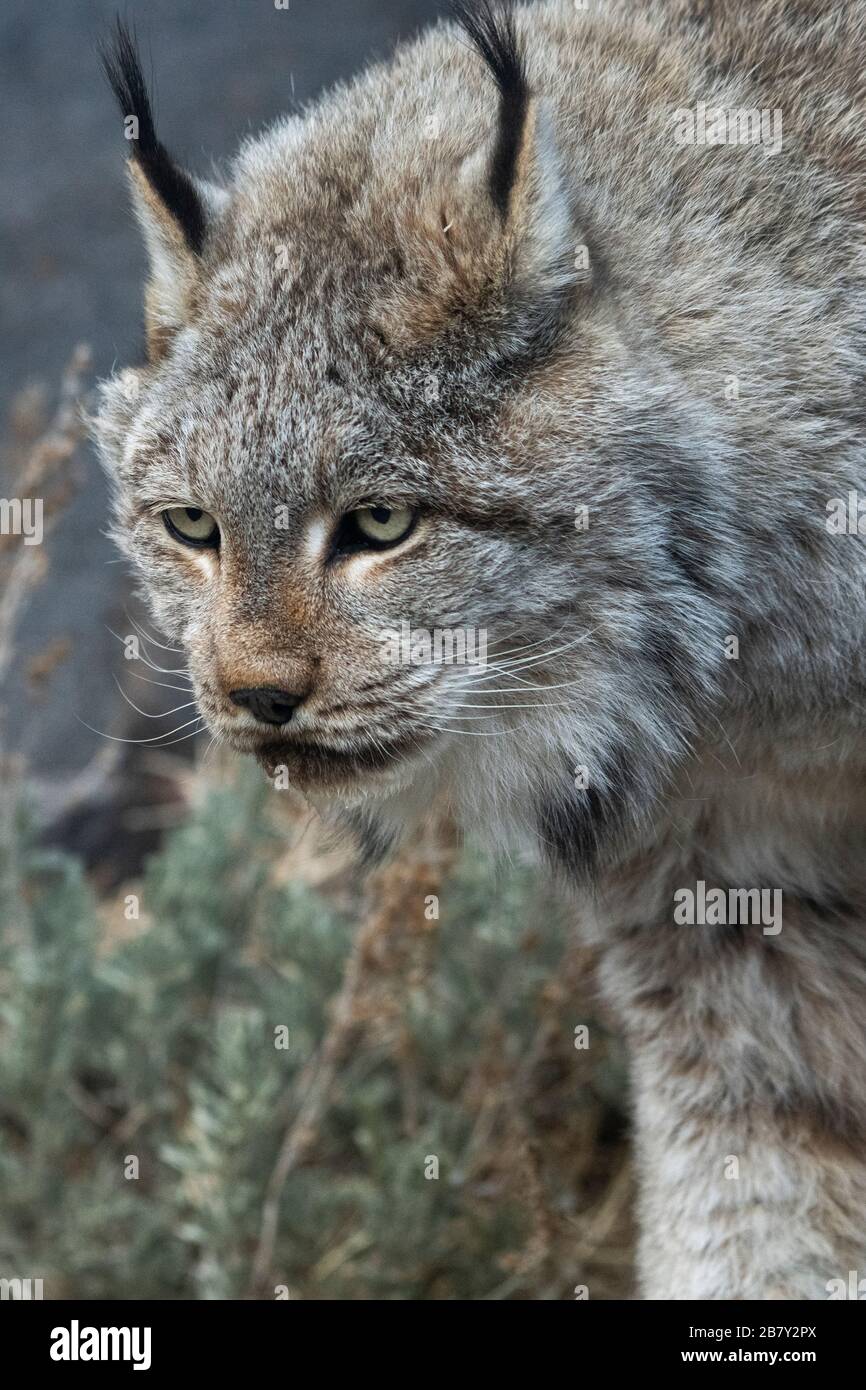 Big face animal hi-res stock photography and images - Alamy