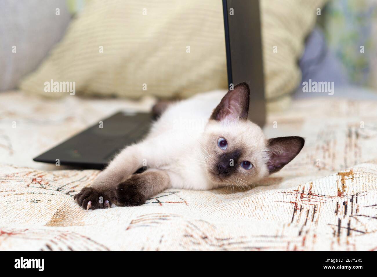 The kitten lies on the keyboard of an open laptop Stock Photo - Alamy