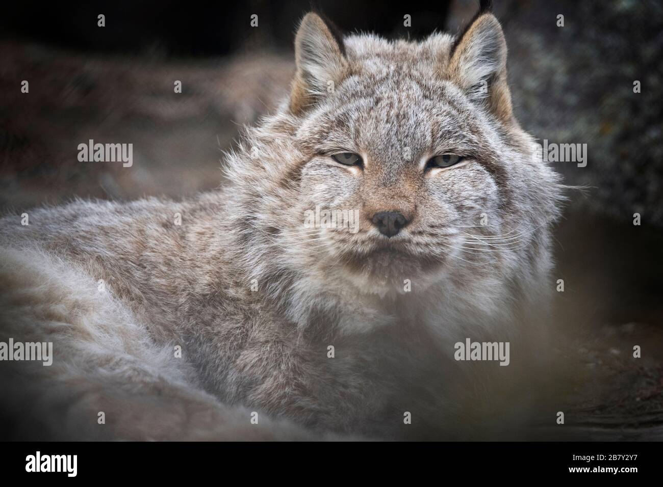 Big face animal hi-res stock photography and images - Alamy
