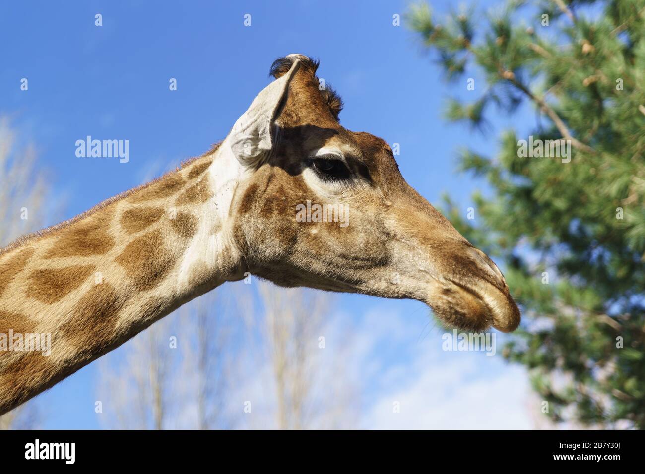 the head of a beautiful giraffe against the sky. Bottom view. Close up ...