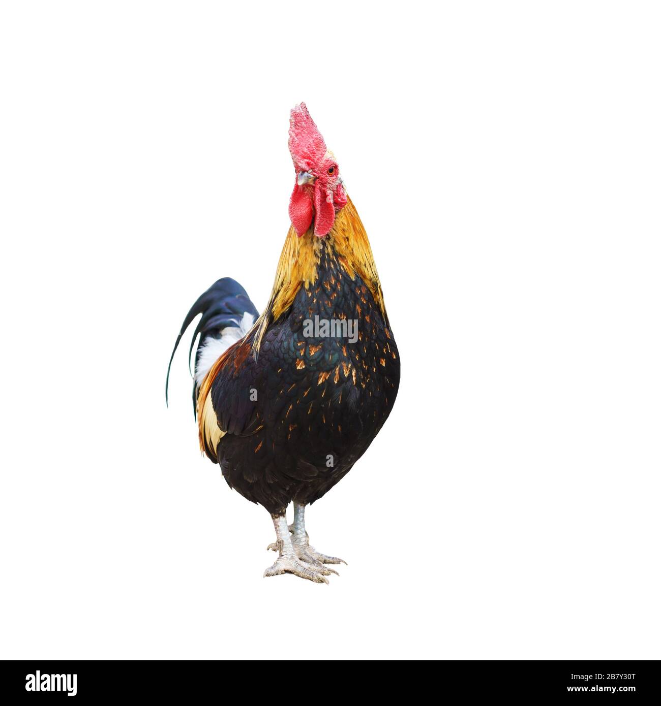 a Beautiful bright rooster stands straight. Look at the camera ...