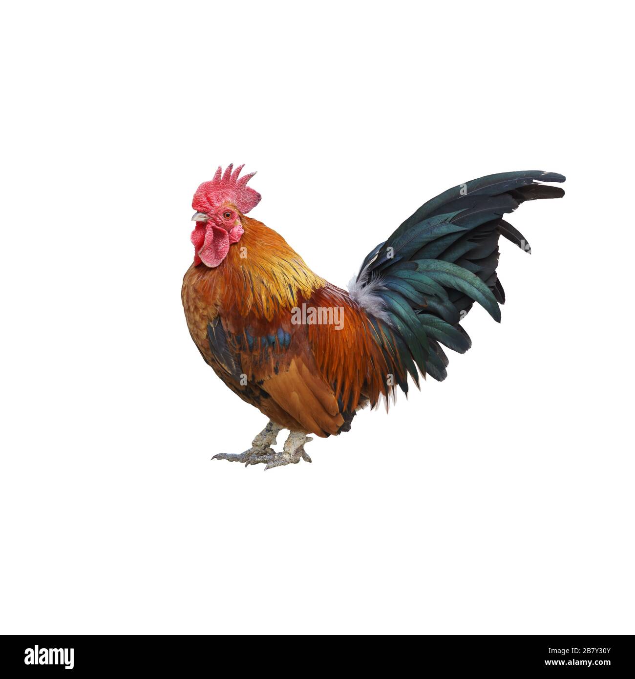 a Beautiful bright rooster stands sideways. Look at the camera ...