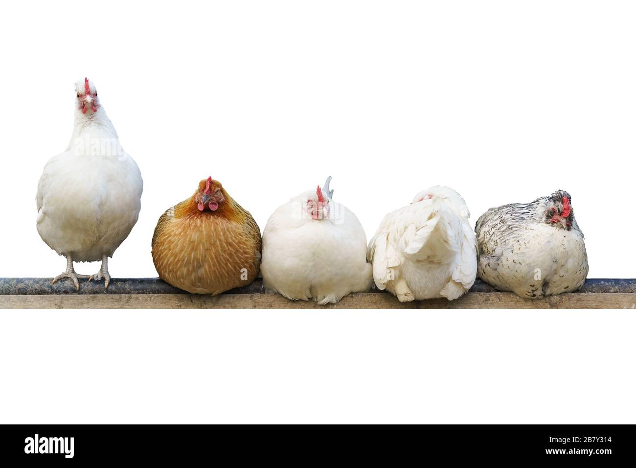 Five different chickens sit and roost. Isolated on white background ...