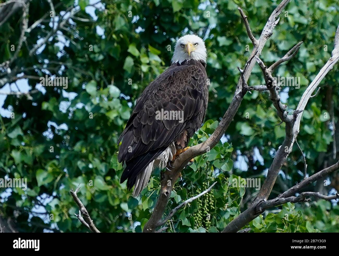 Phoenix nest hi-res stock photography and images - Alamy