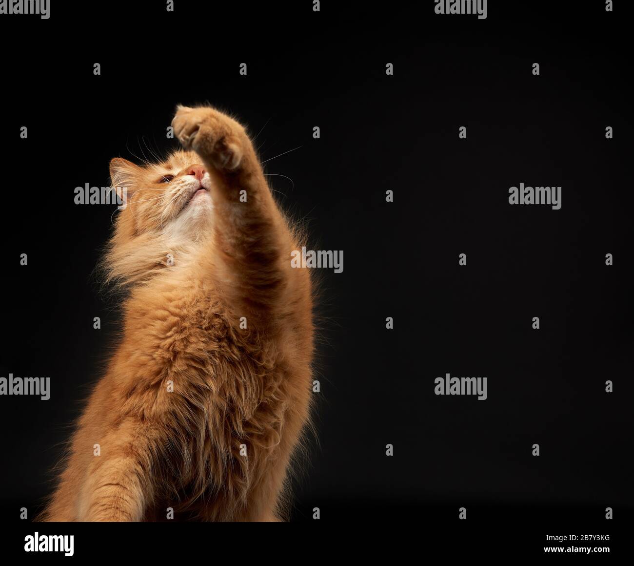 adult red cat raised his front paw up, animal is played on a black ...