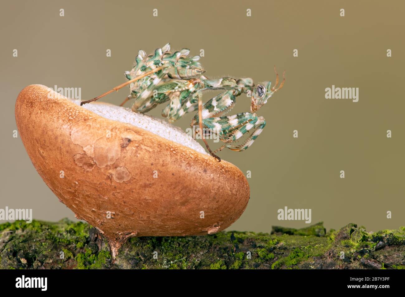 Blepharopsis mendica hi-res stock photography and images - Alamy