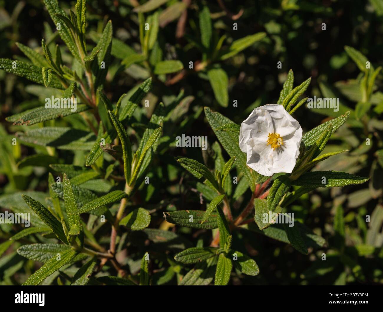 Cistus monspeliensis hi-res stock photography and images - Alamy