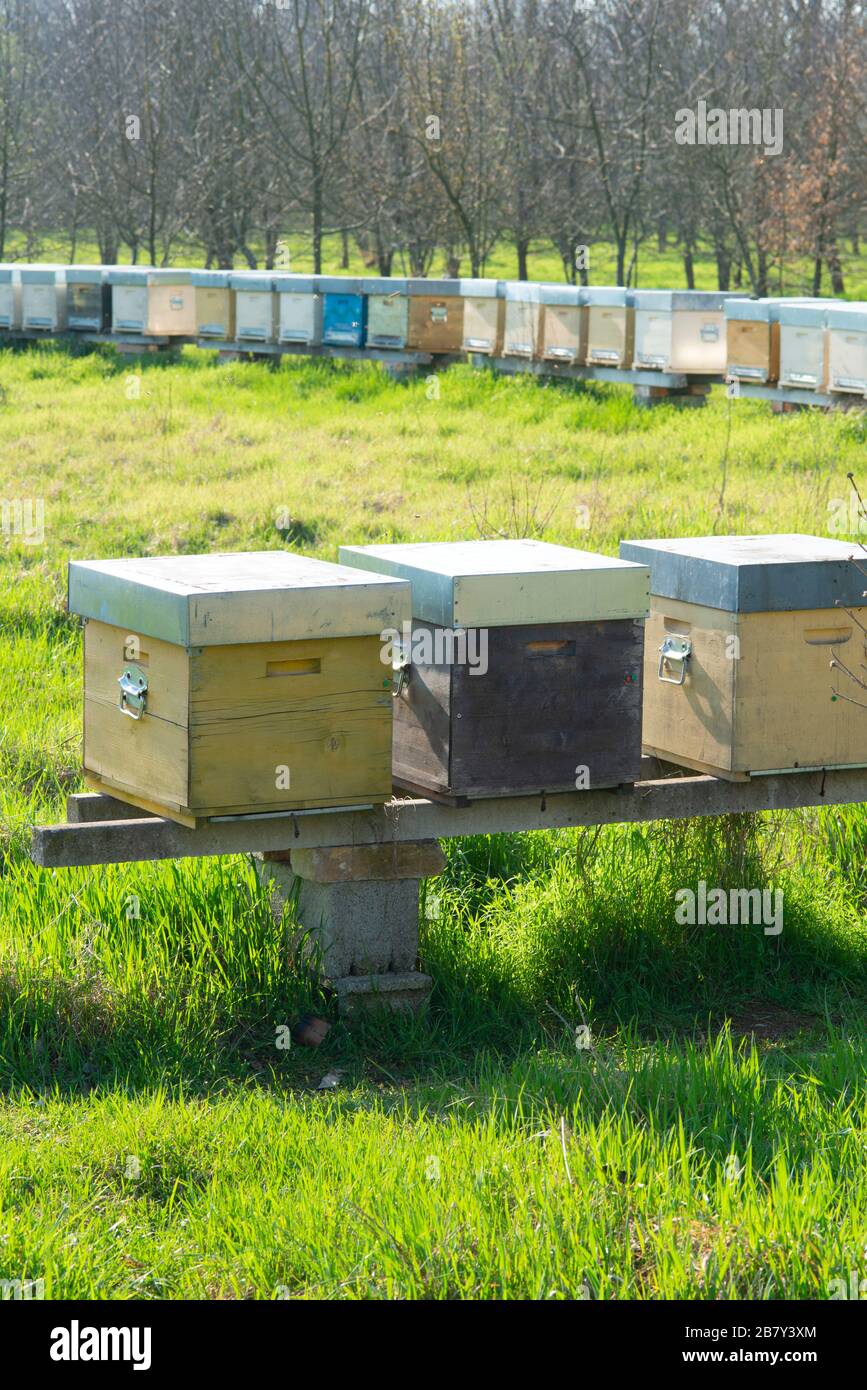 Honey bee hives italy hi-res stock photography and images - Alamy