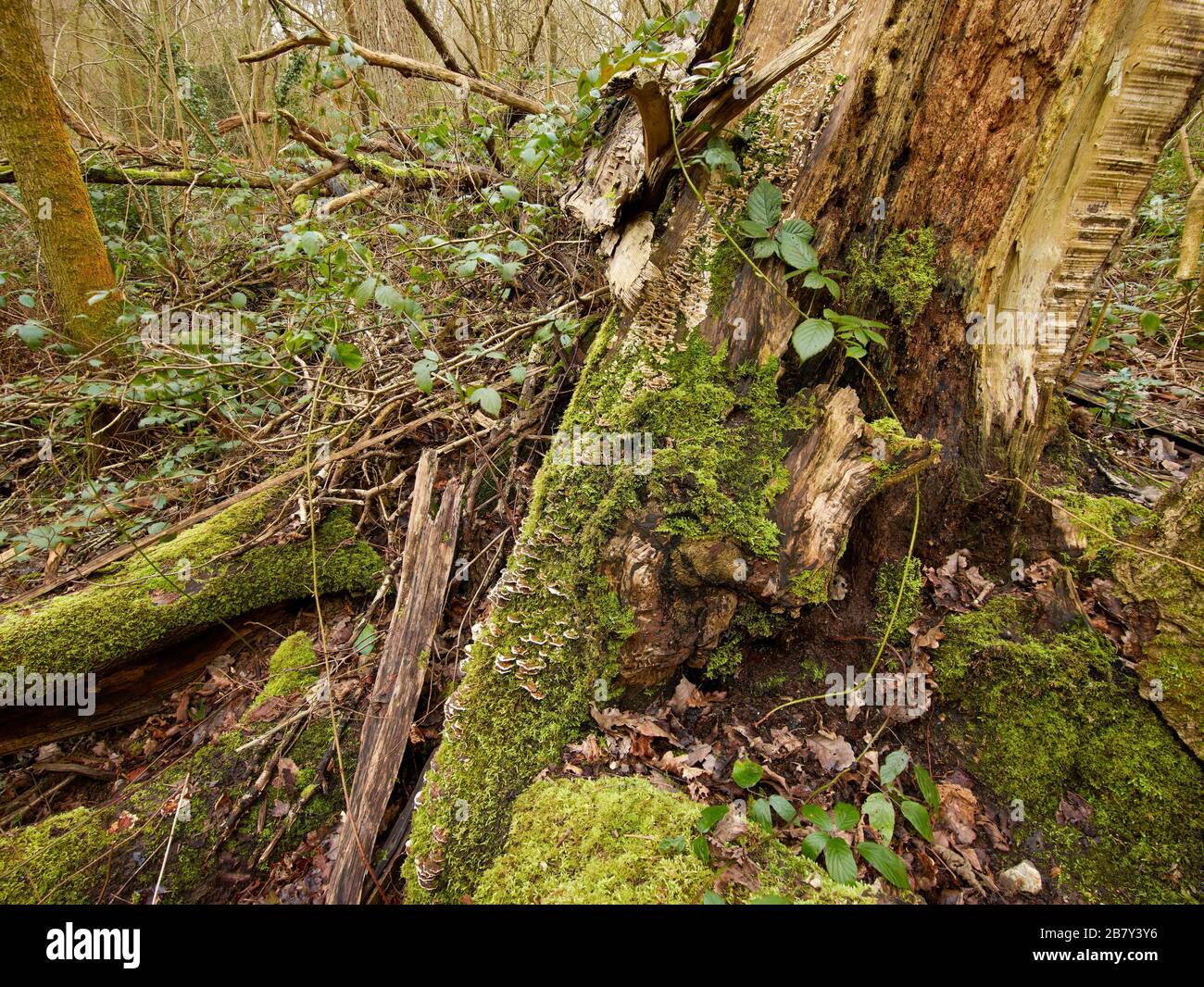 Illustrating Natures chaos with natural environment portraits Stock ...
