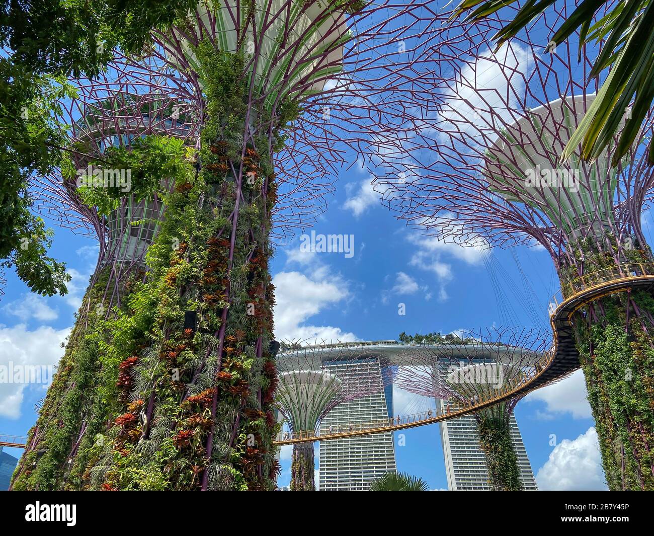Supertree Grove and Skyway, Gardens by the Bay, Marina Bay, Singapore ...
