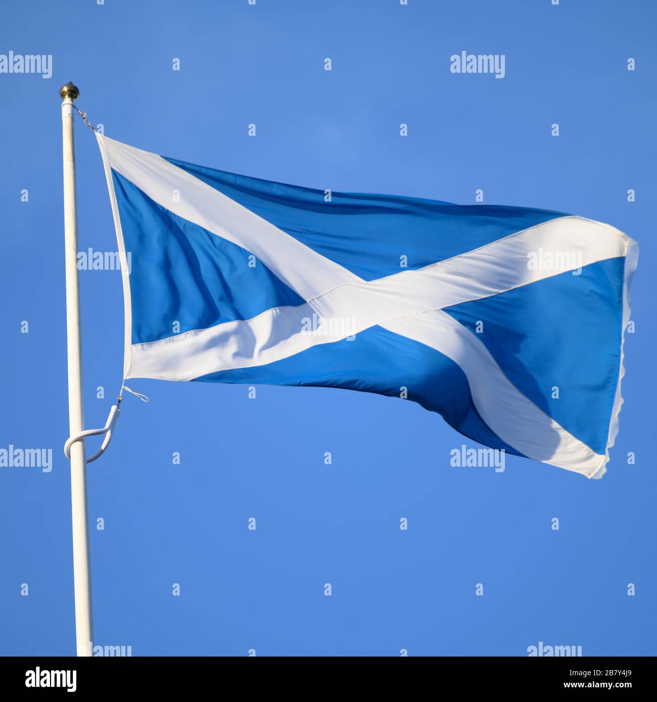Saltire, national flag of Scotland with sky blue field and background ...