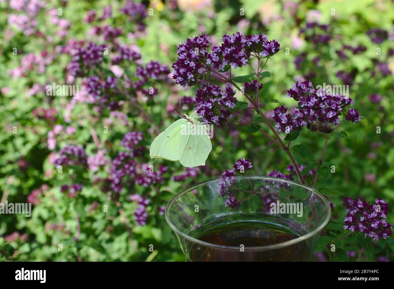 The picture shows mint in the forest and mint tea Stock Photo - Alamy