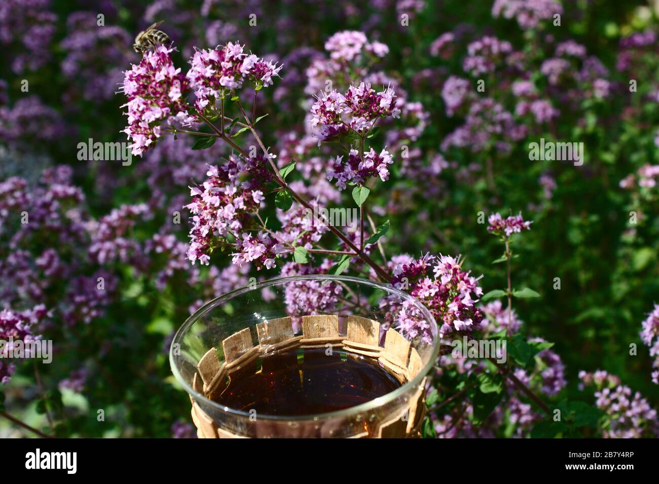 The picture shows mint in the forest and mint tea Stock Photo - Alamy