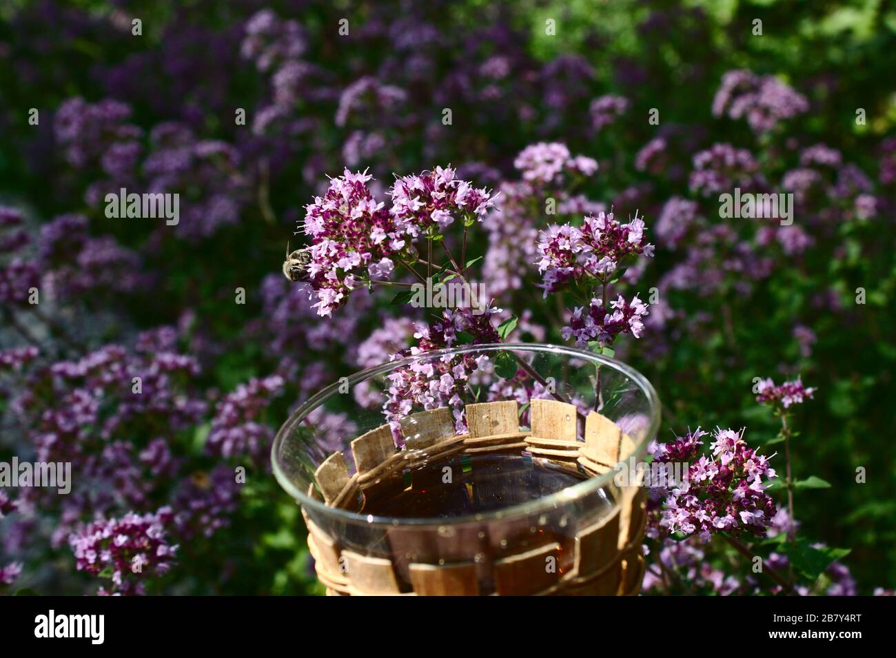 The picture shows mint in the forest and mint tea Stock Photo - Alamy
