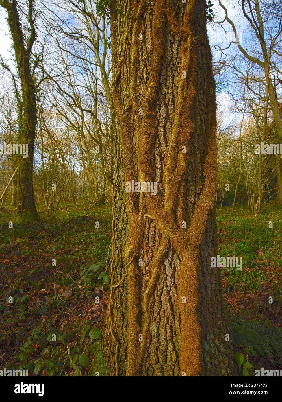 Illustrating Natures chaos with natural environment portraits Stock ...