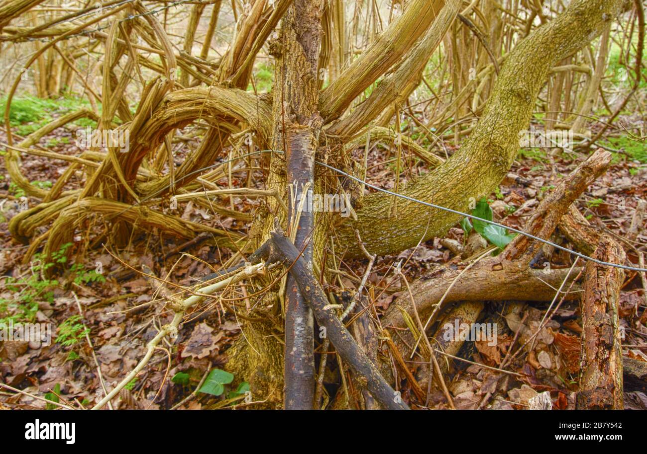 Illustrating Natures chaos with natural environment portraits Stock ...