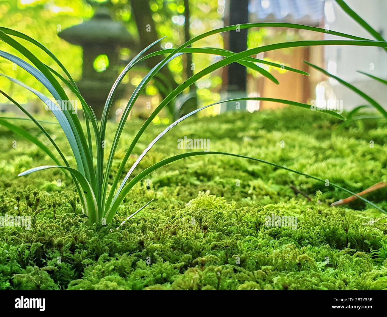 Green grass in Japanese style garden Stock Photo - Alamy