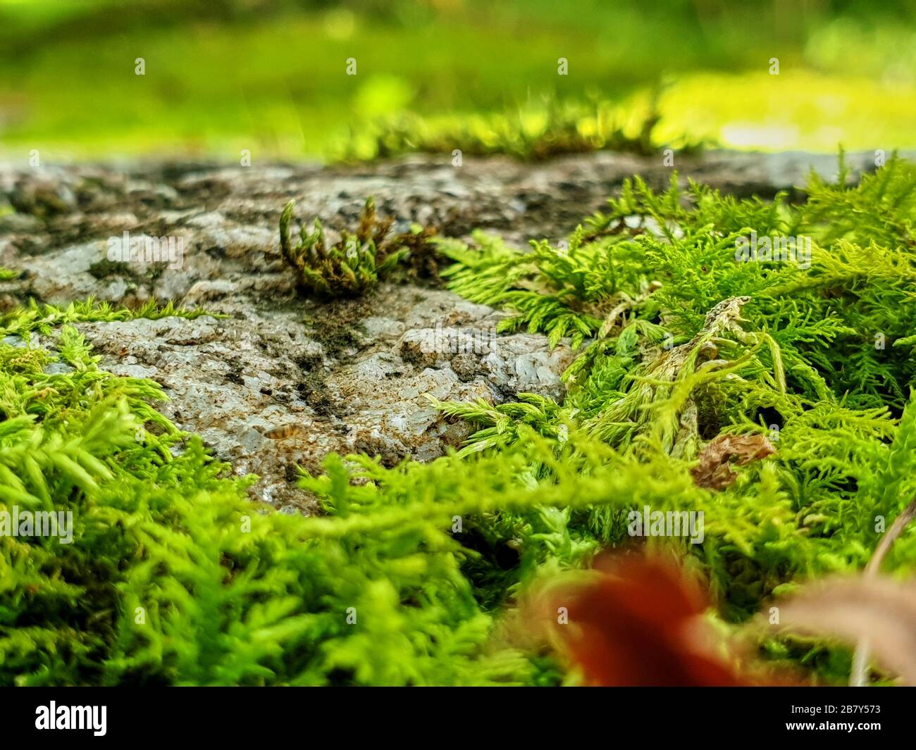 Macro nature water moss hi-res stock photography and images - Alamy