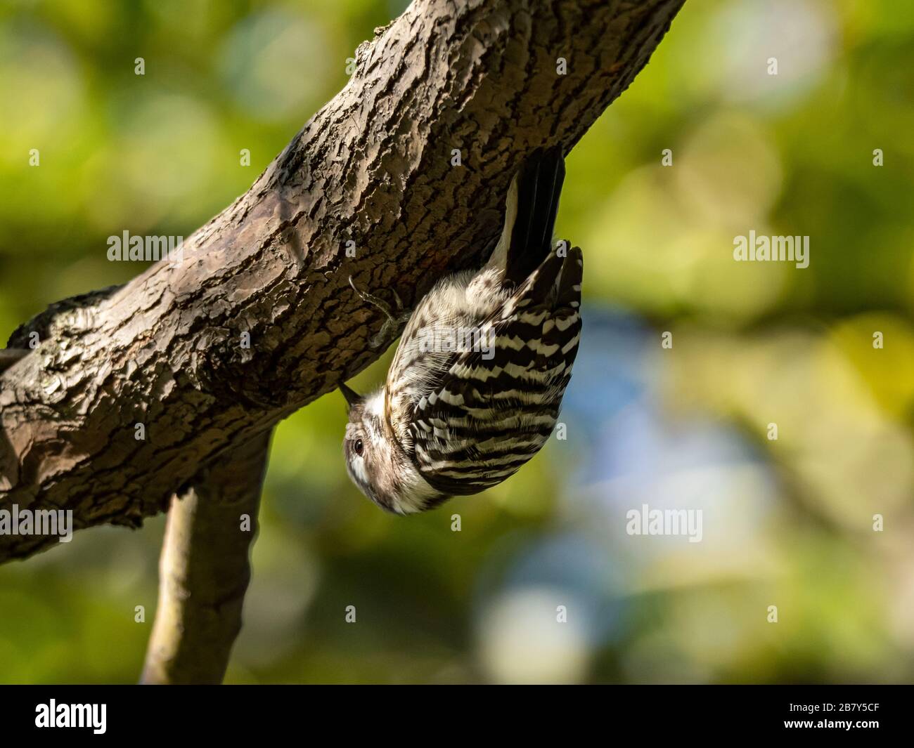 A small, cute Japanese pygmy woodpecker, Yungipicus kizuki, perches ...