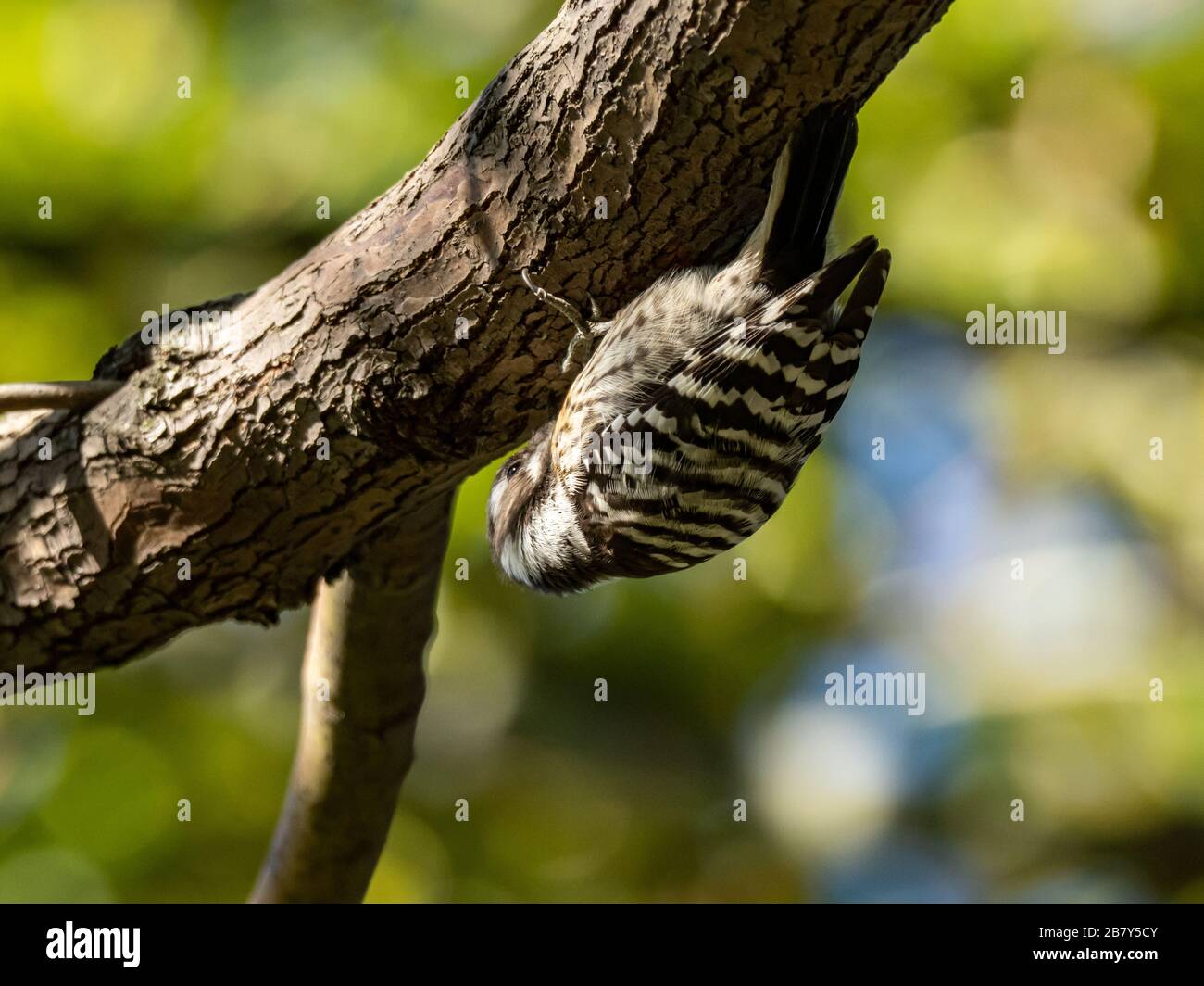 A small, cute Japanese pygmy woodpecker, Yungipicus kizuki, perches ...