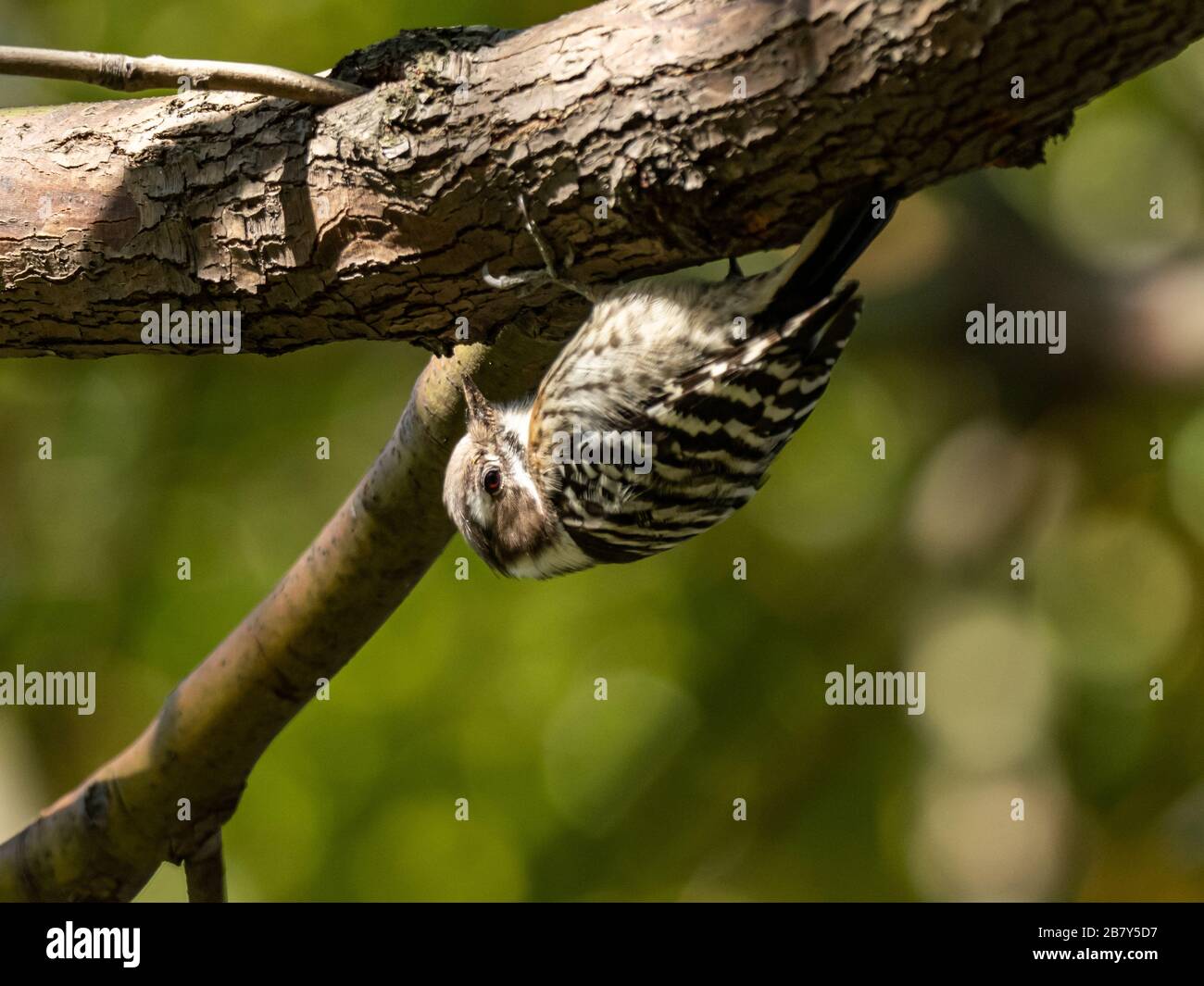 A small, cute Japanese pygmy woodpecker, Yungipicus kizuki, perches ...