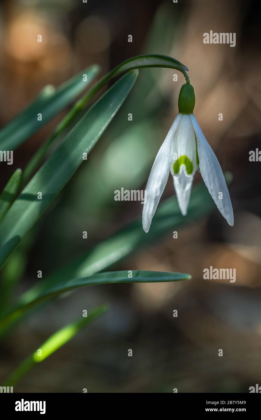 Nivalis galanthus hi-res stock photography and images - Alamy