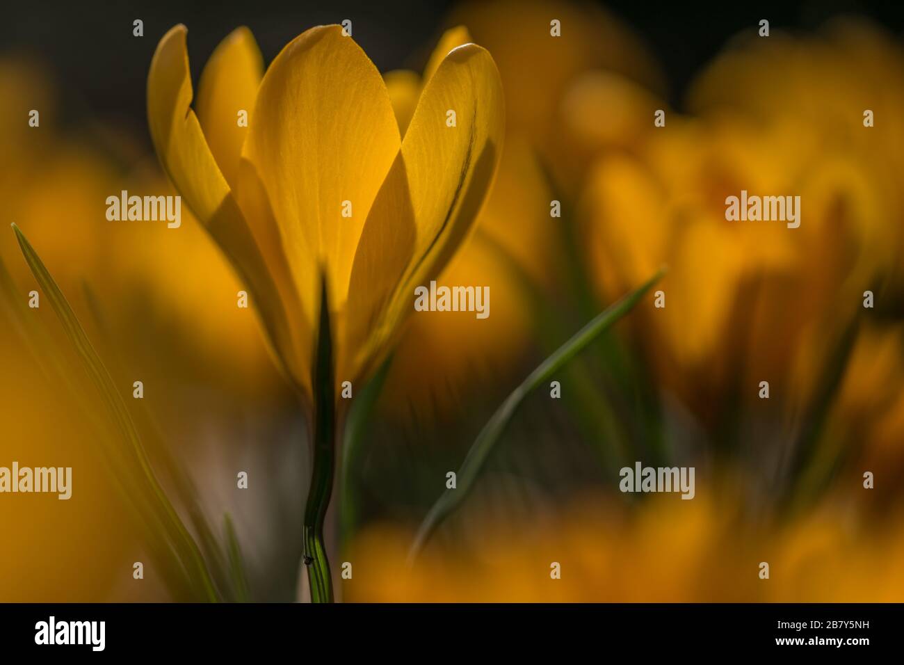 Crocus x flavus 'Golden Yellow' - March Stock Photo - Alamy