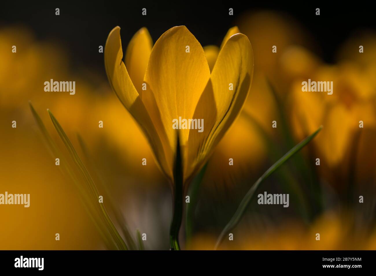 Crocus x flavus 'Golden Yellow' - March Stock Photo - Alamy