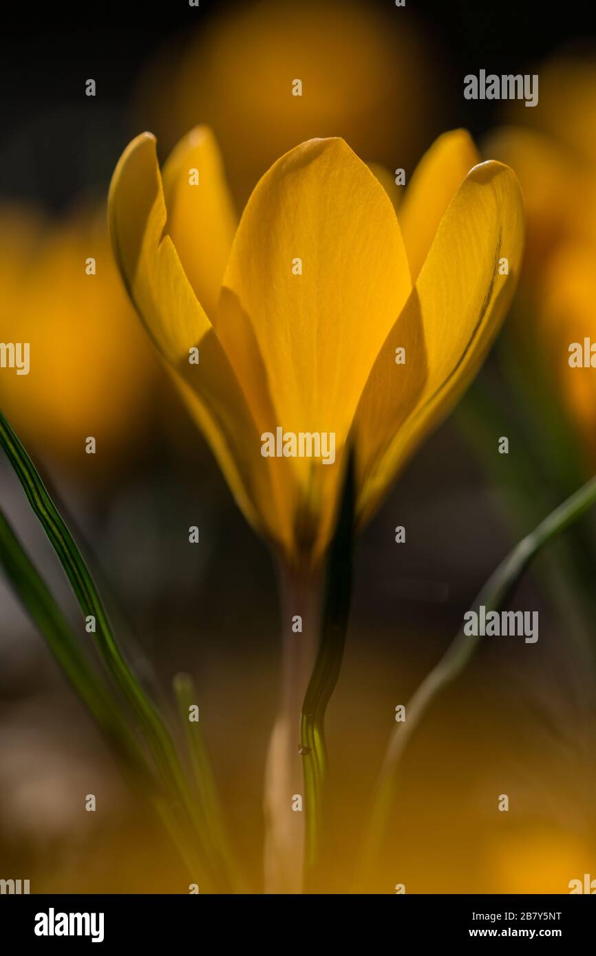 Crocus x flavus 'Golden Yellow' - March Stock Photo - Alamy