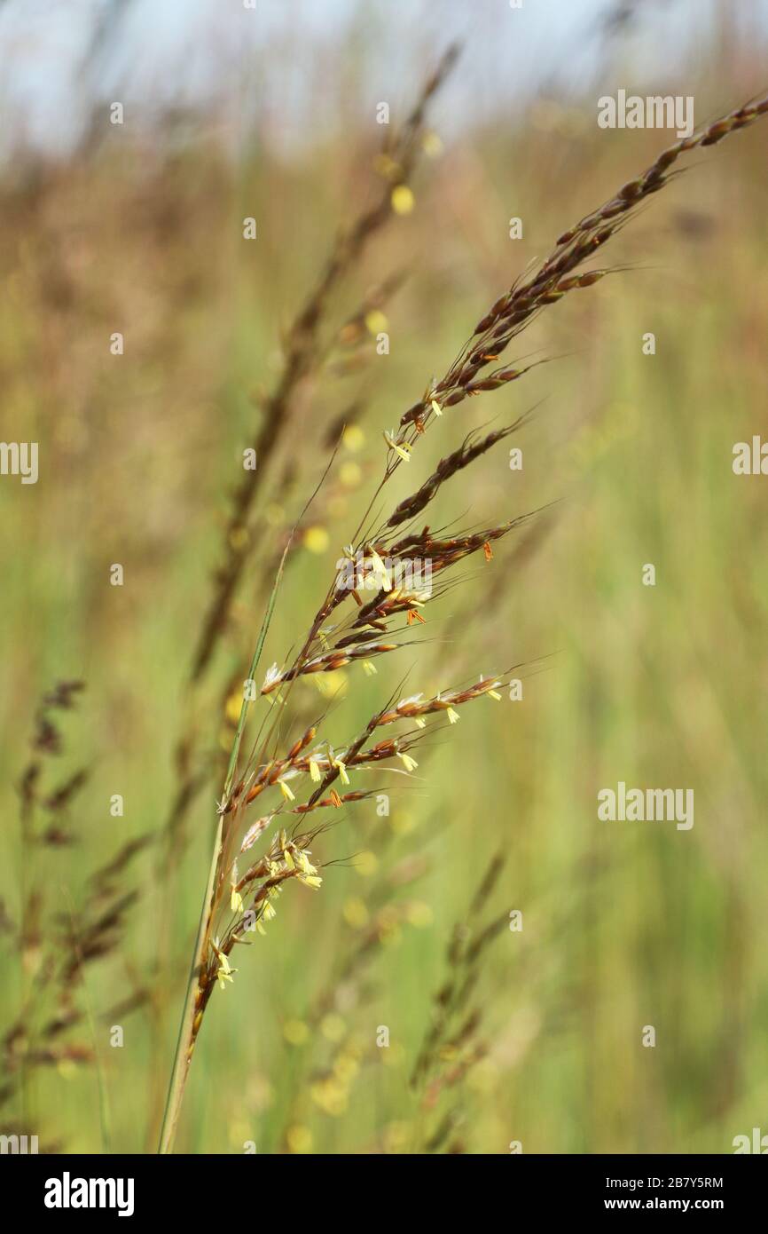 Bluestem prairie hi-res stock photography and images - Alamy