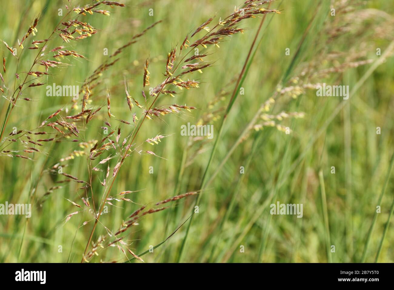 Native prairie grass hi-res stock photography and images - Alamy
