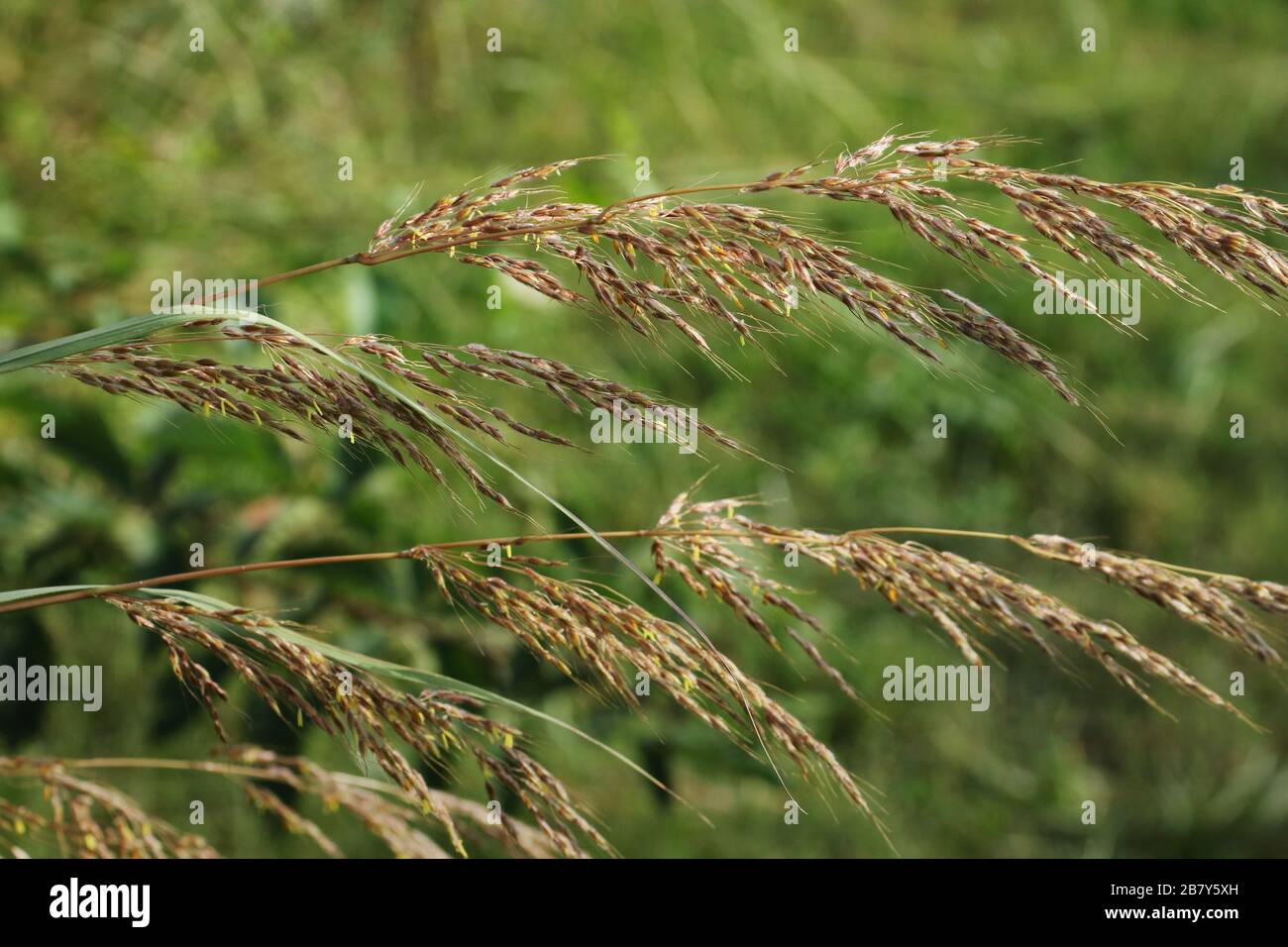 Three Iconic Prairie Grasses To Add To Your Landscape Dyck, 59% OFF