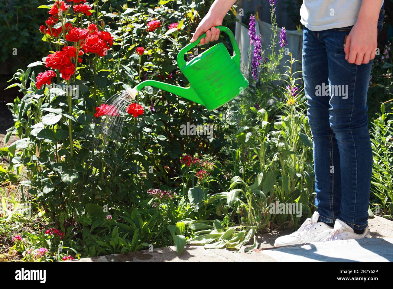 The guy is watering roses from the watering can on the flowerbed Stock ...