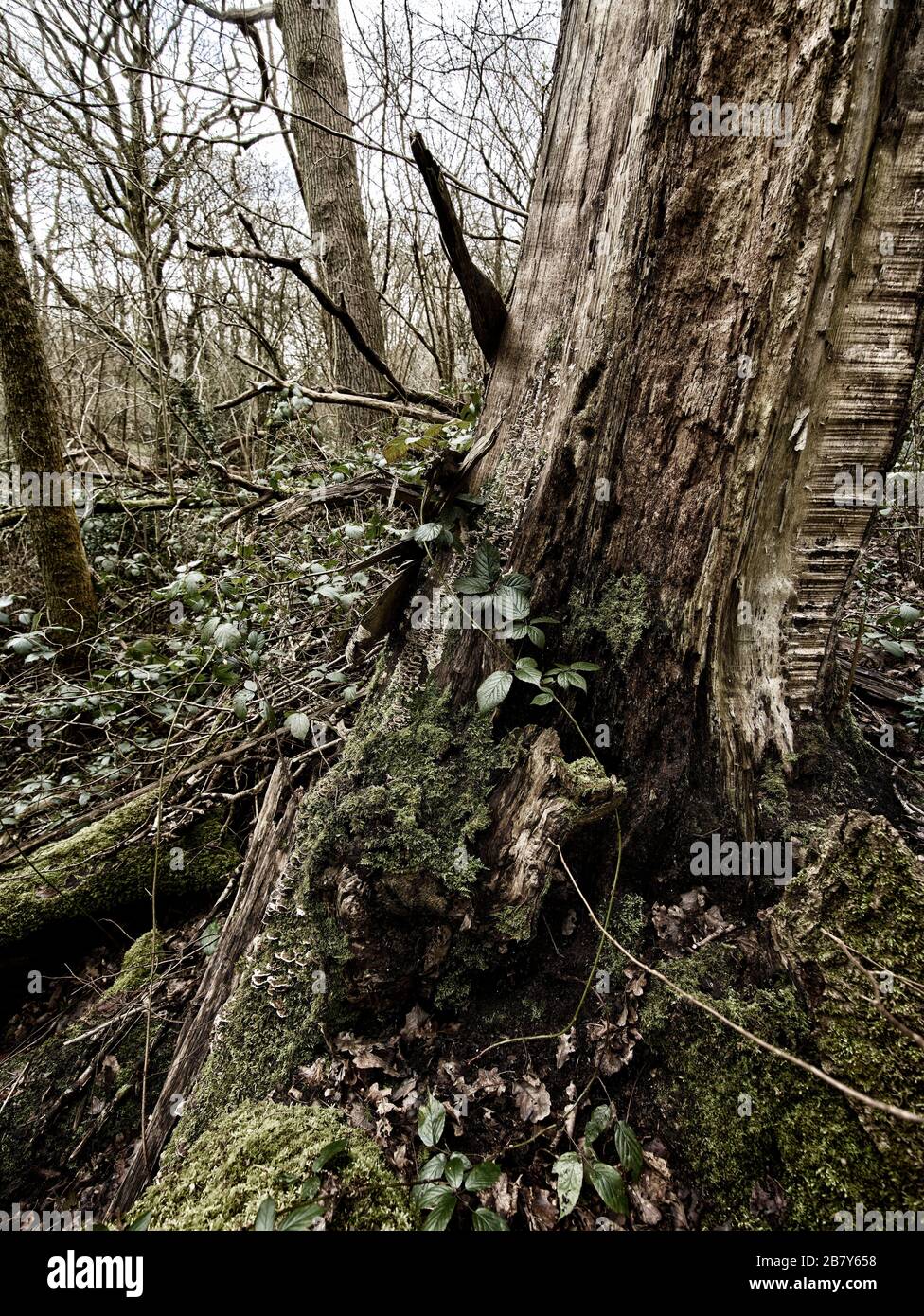 Illustrating Natures chaos with natural environment portraits Stock ...