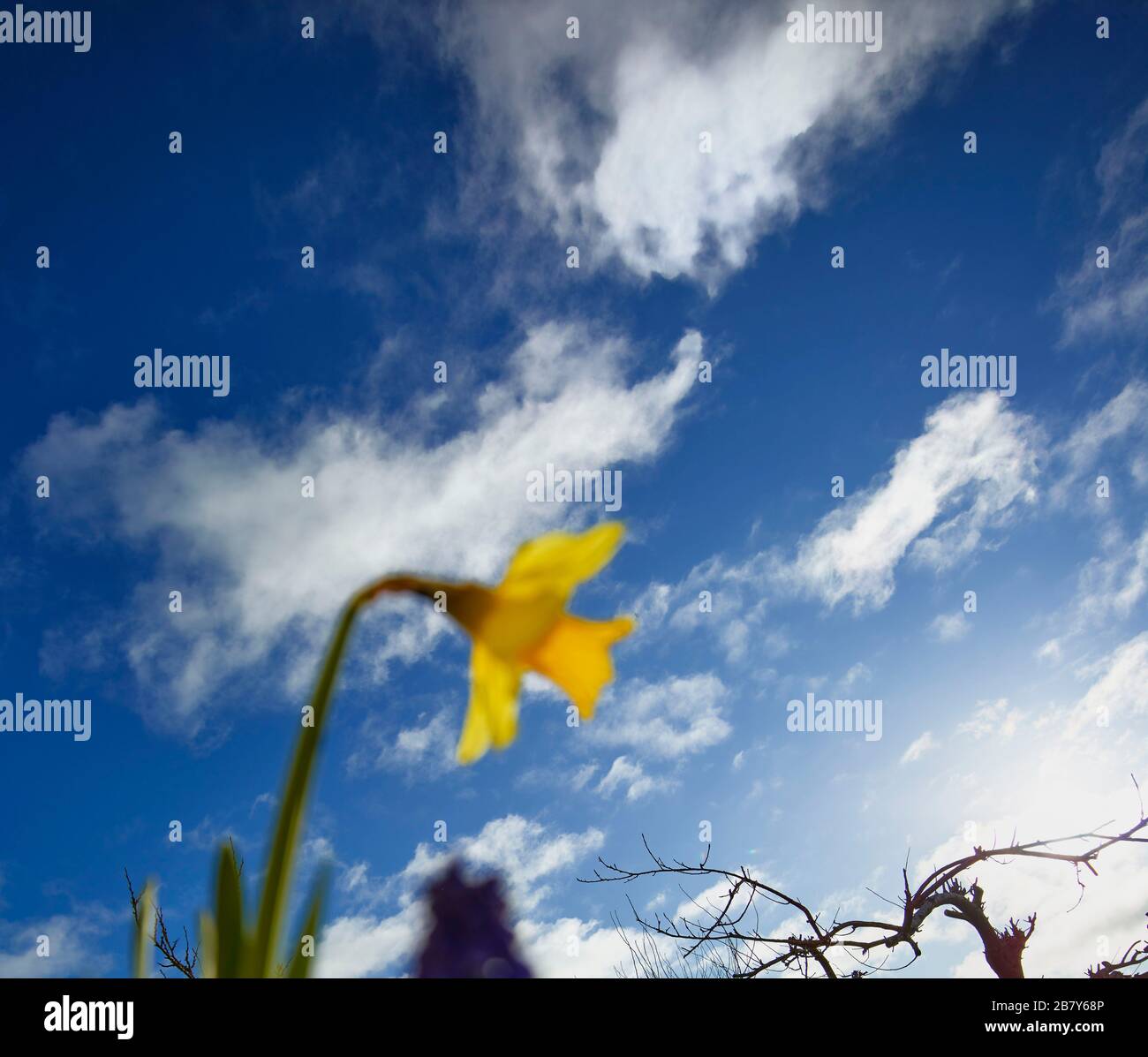 Single yellow daffodil with sunny sky with clouds growing in an urban ...