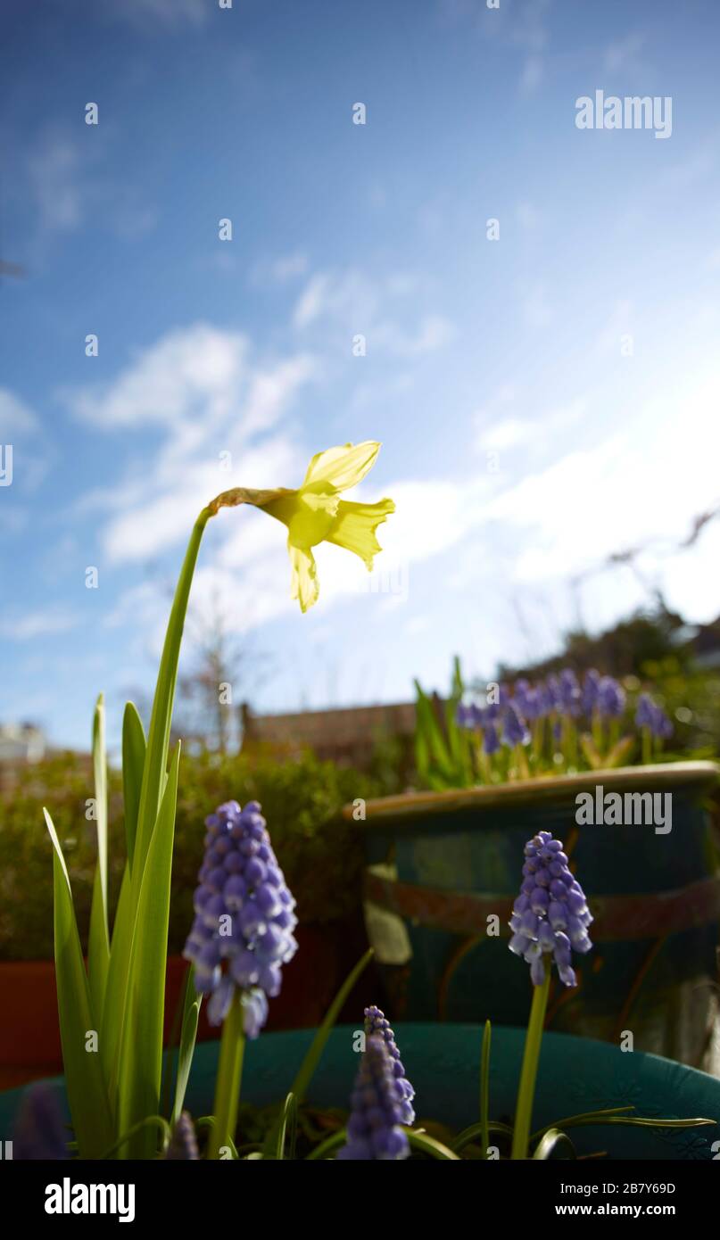 Single yellow daffodil with sunny sky with clouds growing in an urban ...