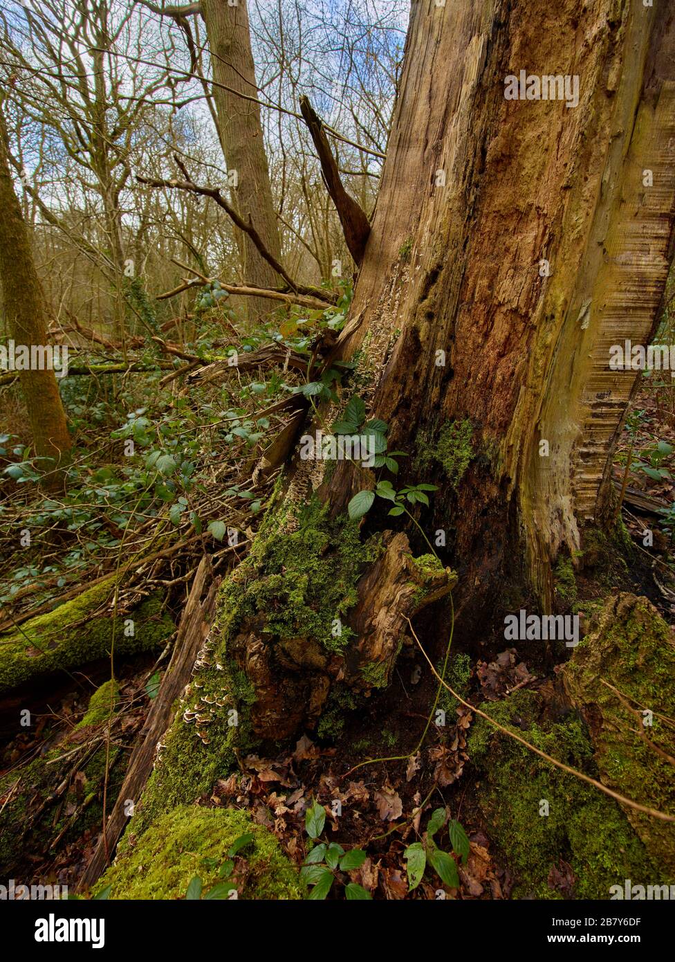 Illustrating Natures chaos with natural environment portraits Stock ...