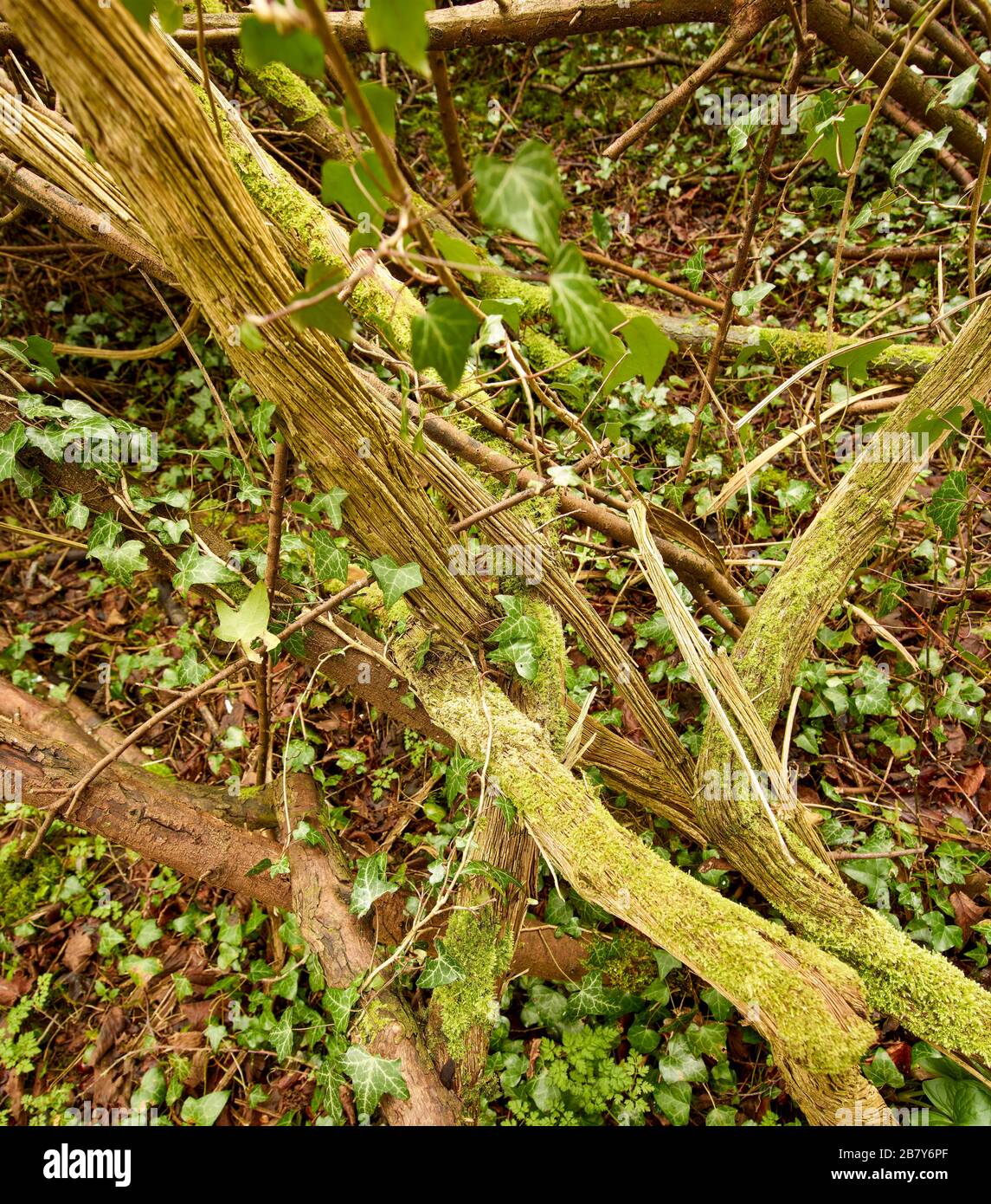 Illustrating Natures chaos with natural environment portraits Stock ...