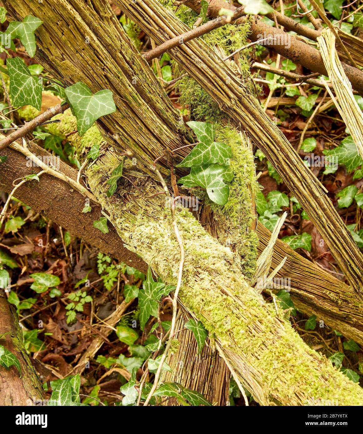 Illustrating Natures chaos with natural environment portraits Stock ...