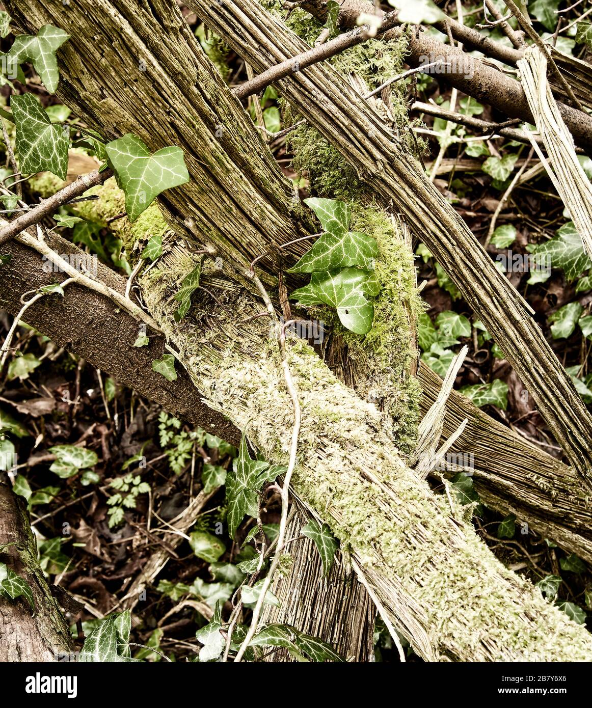 Illustrating Natures chaos with natural environment portraits Stock ...